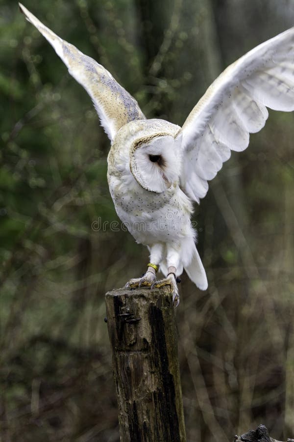 Male Barn Owl stock photo. Image of white, faced, night - 71744014