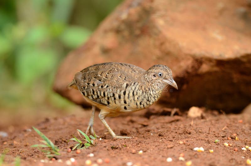 Male barred buttonquail stock image. Image of beak, buttonquail - 26146959