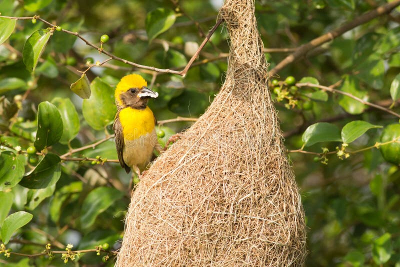 Male Baya Weaver Bird stock image. Image of migrating - 21295611