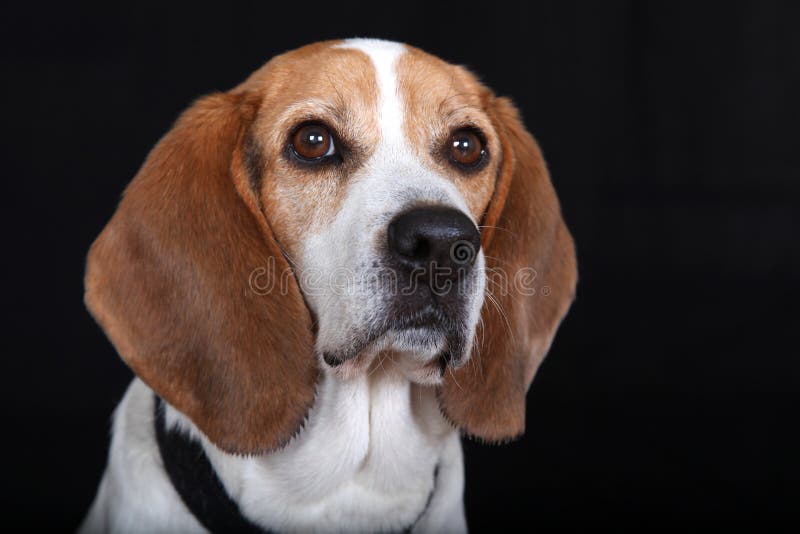 Fall beagle dog stock image. Image of warm, bokeh, face - 35091247