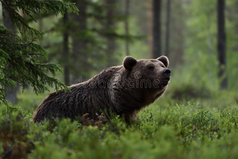 Male bear in the forest stock image. Image of mammal - 230982617