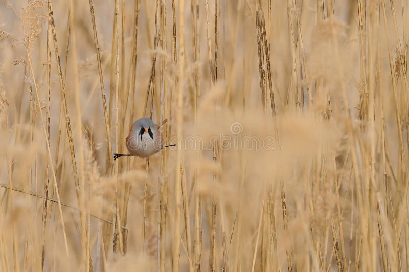 Male Bearded Reedling with Legs Spread on a Reed Stock Image - Image of ...