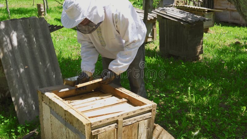 Male Beekeeper Working with Beehive Outdoors. Stock Footage - Video of ... Male Beekeeper Working with Beehive Outdoors. Stock Footage - Video of ...