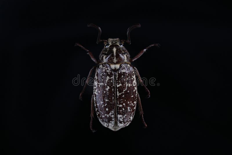 Male of Beetle Polyphylla Fullo on Black Stock Photo - Image of fullo ...