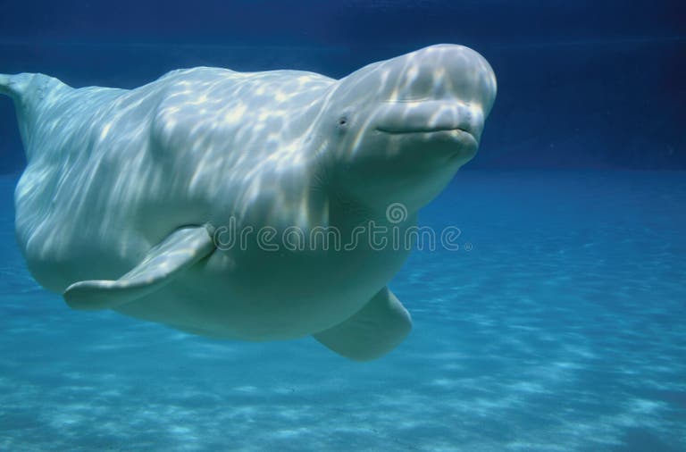 301 Fat Whale Stock Photos - Free & Royalty-Free Stock Photos from ...