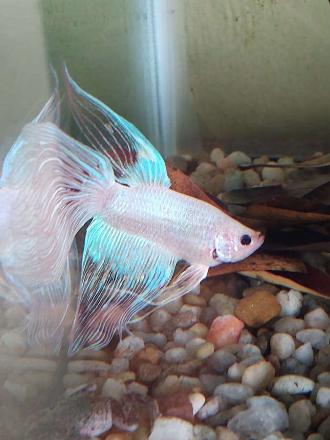 Red Male Betta Splendens Siamese Fighting Aquarium Fish Stock Photo ...