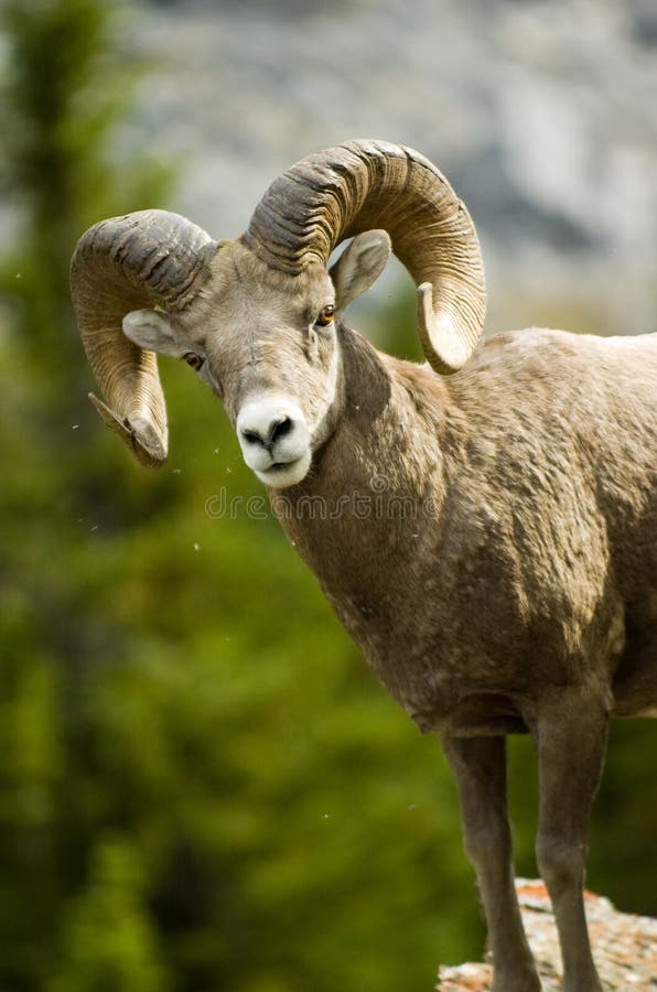 A ram with nice horns stock photo. Image of dutch, long - 16013472