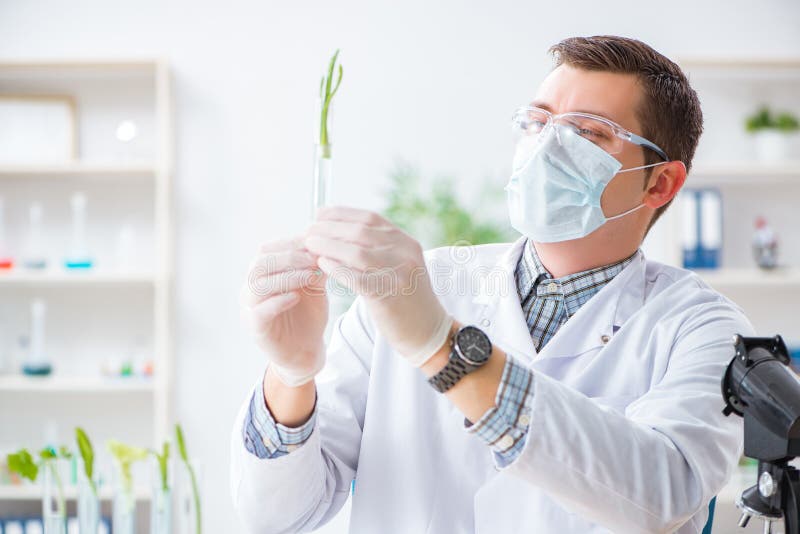 The Male Biochemist Working in the Lab on Plants Stock Photo - Image of ...
