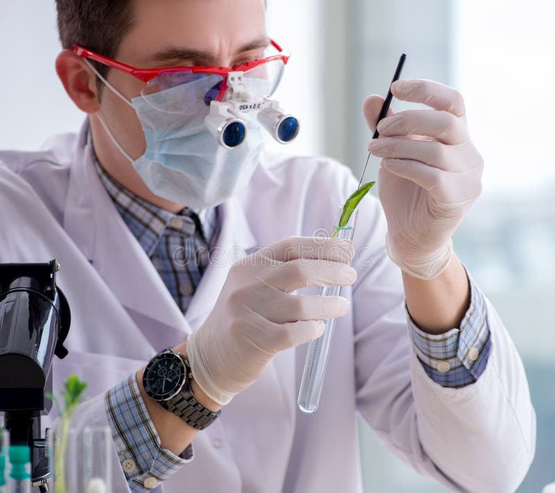 Male Biochemist Working in the Lab on Plants Stock Image - Image of ...