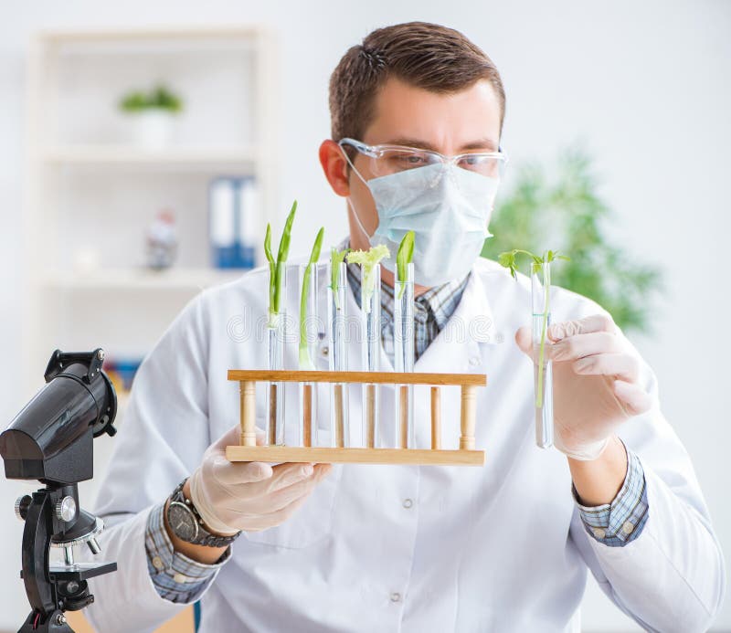 Male Biochemist Working in the Lab on Plants Stock Photo - Image of ...