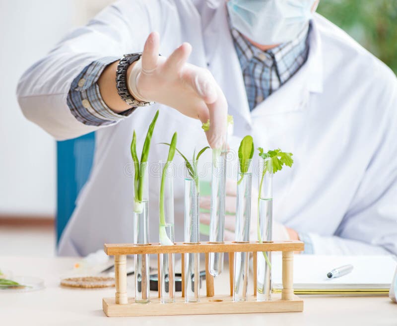 Male Biochemist Working in the Lab on Plants Stock Image - Image of ...
