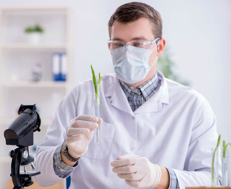 Male Biochemist Working in the Lab on Plants Stock Image - Image of ...