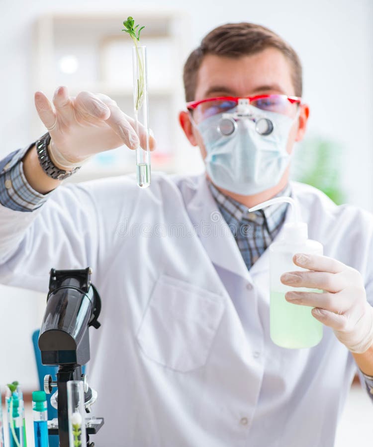 Male Biochemist Working in the Lab on Plants Stock Photo - Image of ...