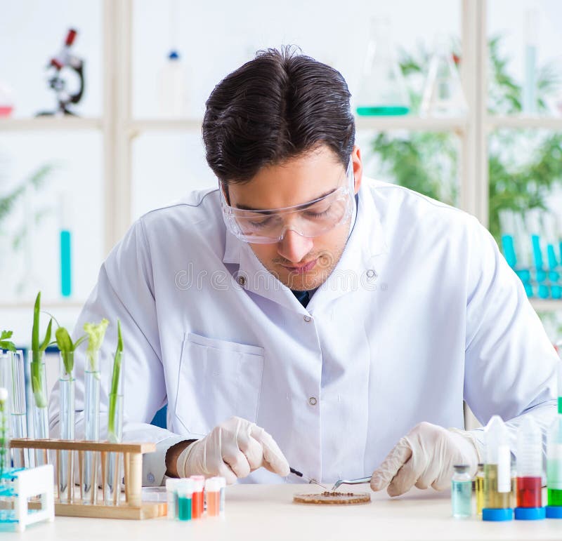 Male Biochemist Working in the Lab on Plants Stock Image - Image of ...