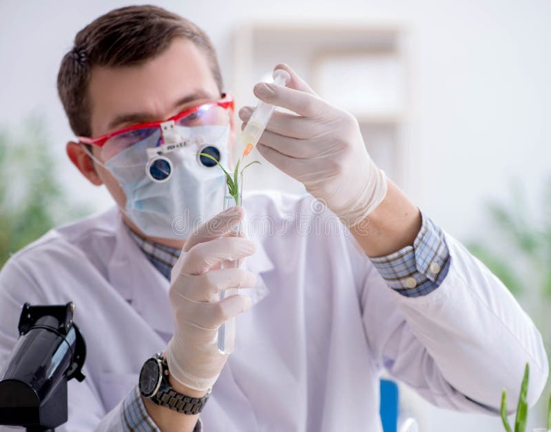 Male Biochemist Working in the Lab on Plants Stock Photo - Image of ...