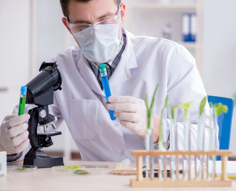 Male Biochemist Working in the Lab on Plants Stock Image - Image of ...