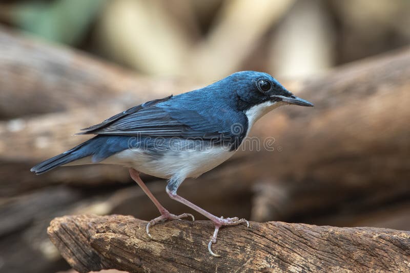 Siberian Blue Robin Isolated on White Background Stock Image - Image of ...