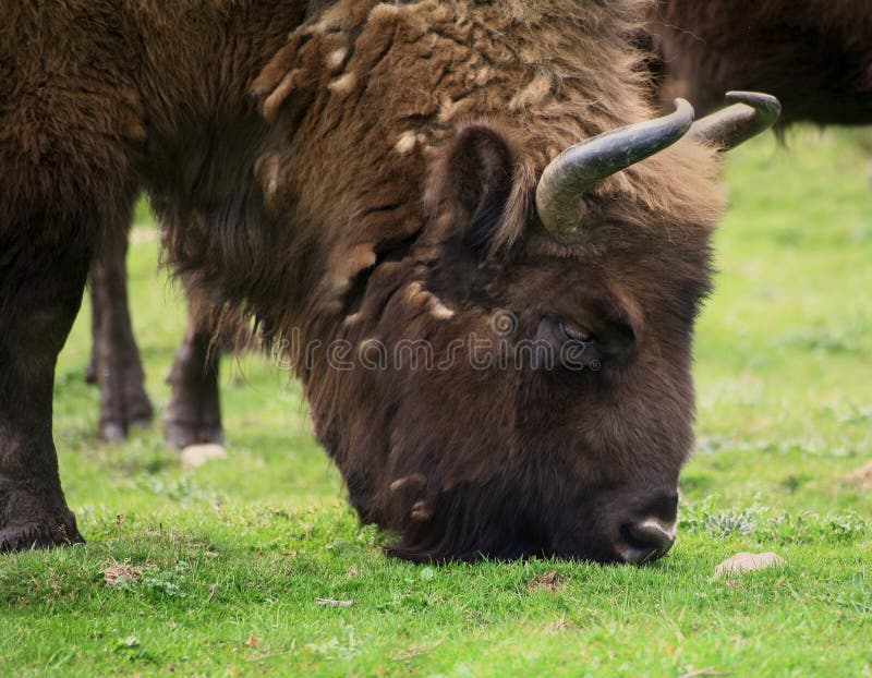 Male Bison grazing stock image. Image of animal, wild - 20910525