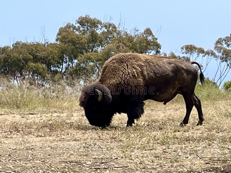 A Male Bison on an Open Range with Trees Stock Image - Image of horns ...