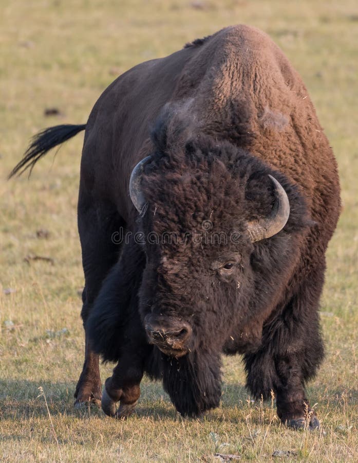 Male Bison Paws the Ground stock image. Image of field - 106808331