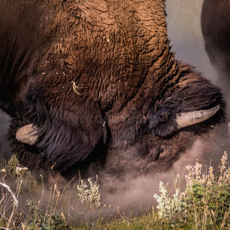 Male Bison Rubs Face in Dirt Stock Image - Image of hoof, nature: 99360953