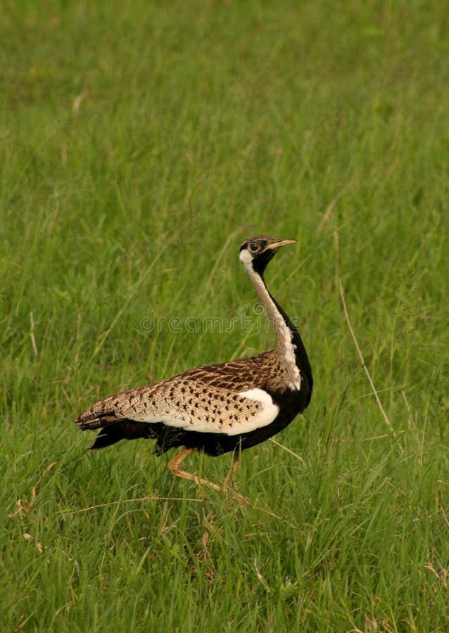 Male Black Bellied Bustard stock photo. Image of africa - 2482254