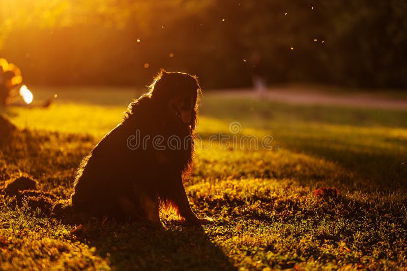 Male Black and Gold Hovie in the Late Light Stock Image - Image of ...