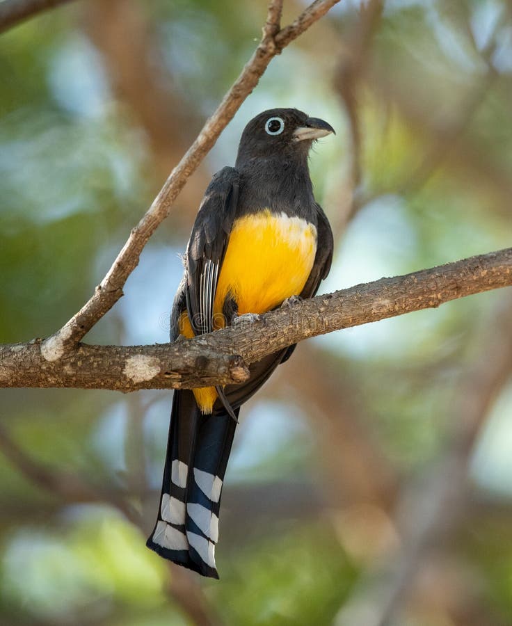 Trogan Stock Photos - Free & Royalty-Free Stock Photos from Dreamstime