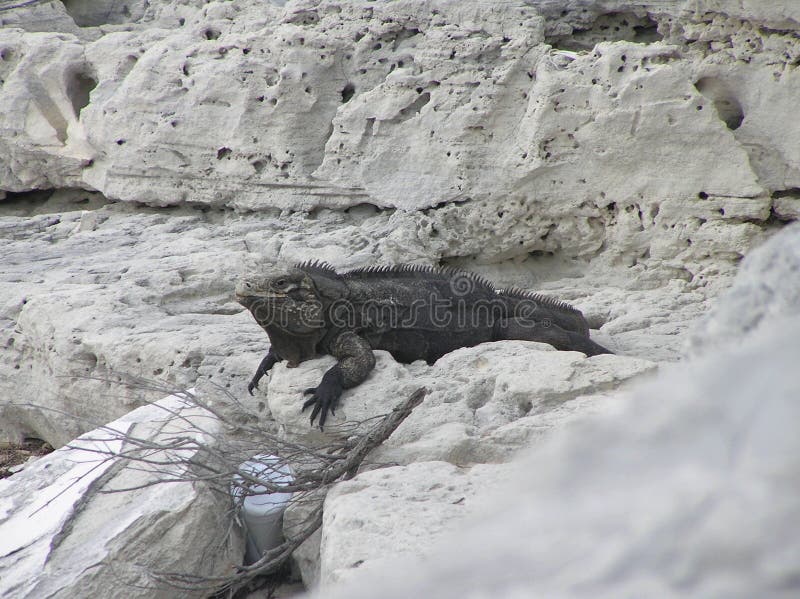 Iguana Snow Stock Photos - Free & Royalty-Free Stock Photos from Dreamstime
