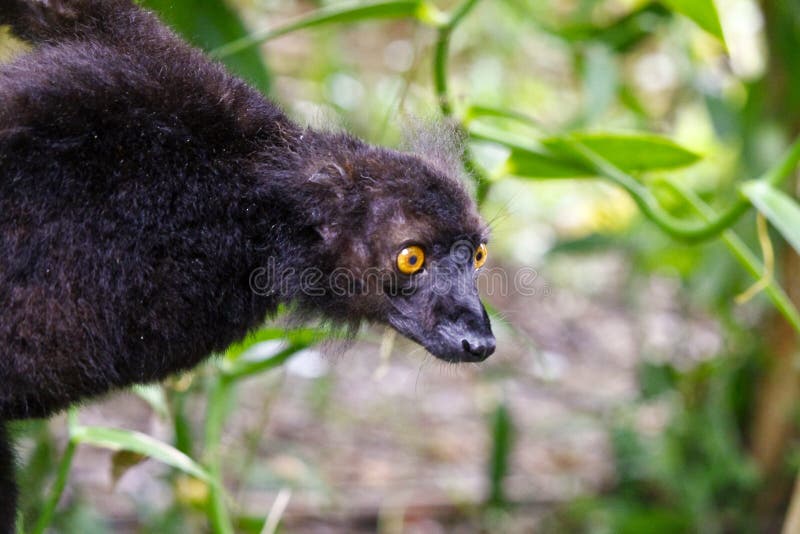 Male Black Lemur, Eulemur Macaco, Madagascar Stock Photo - Image of ...