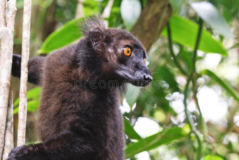 Male Black Lemur, Eulemur Macaco, Madagascar Stock Photo - Image of ...