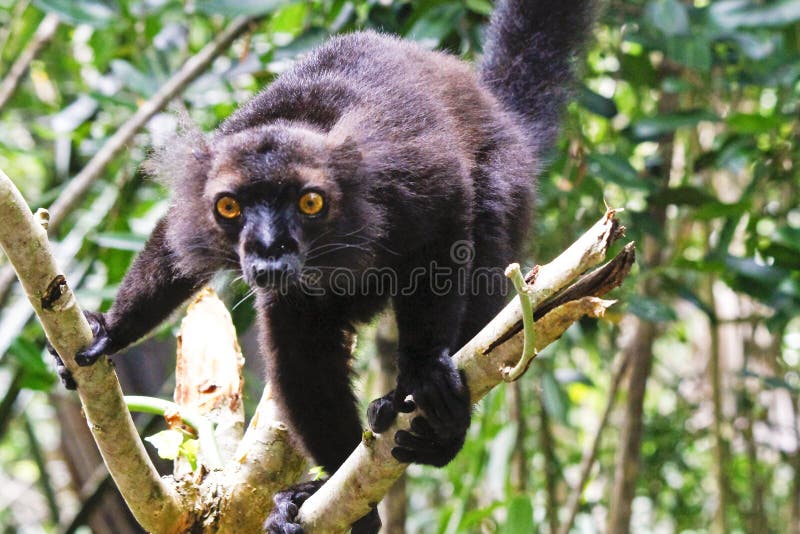 Male Black Lemur, Eulemur Macaco, Madagascar Stock Photo - Image of ...