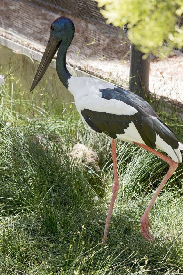 This is a Side View of a Male Black Necked Stork Stock Photo - Image of ...