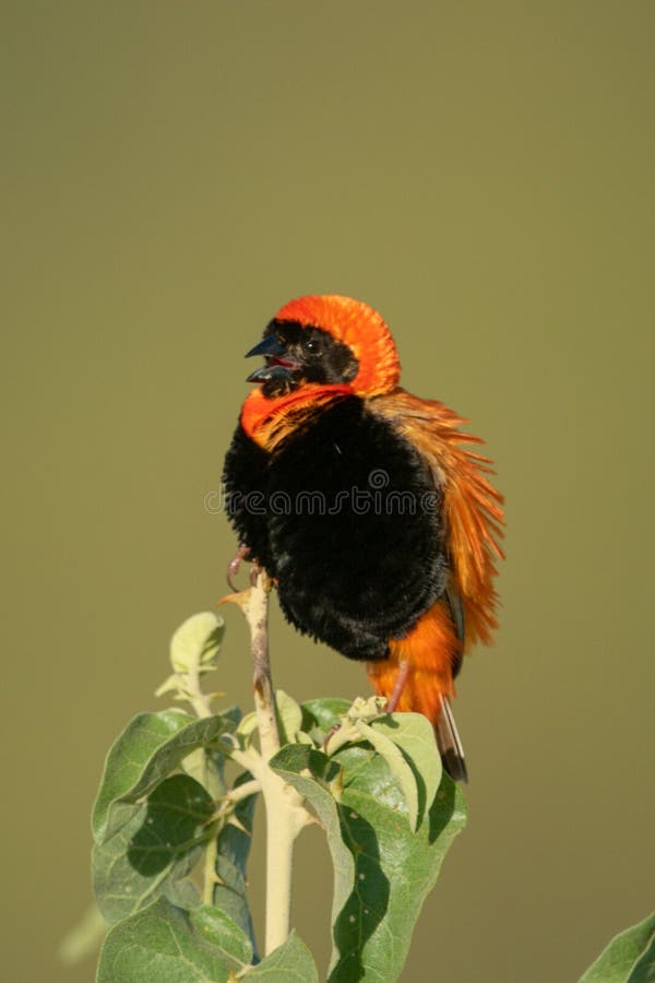Male Black-winged Red Bishop Singing on Plant Stock Image - Image of ...