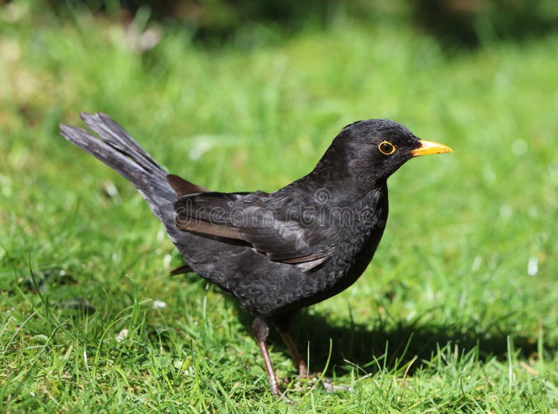 Male Blackbird stock photo. Image of feathers, wing, black - 70301860