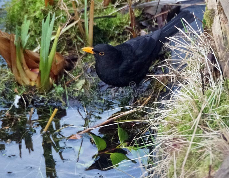 Male Blackbird Drinking at the Edge of a Garden Pond Stock Photo ...