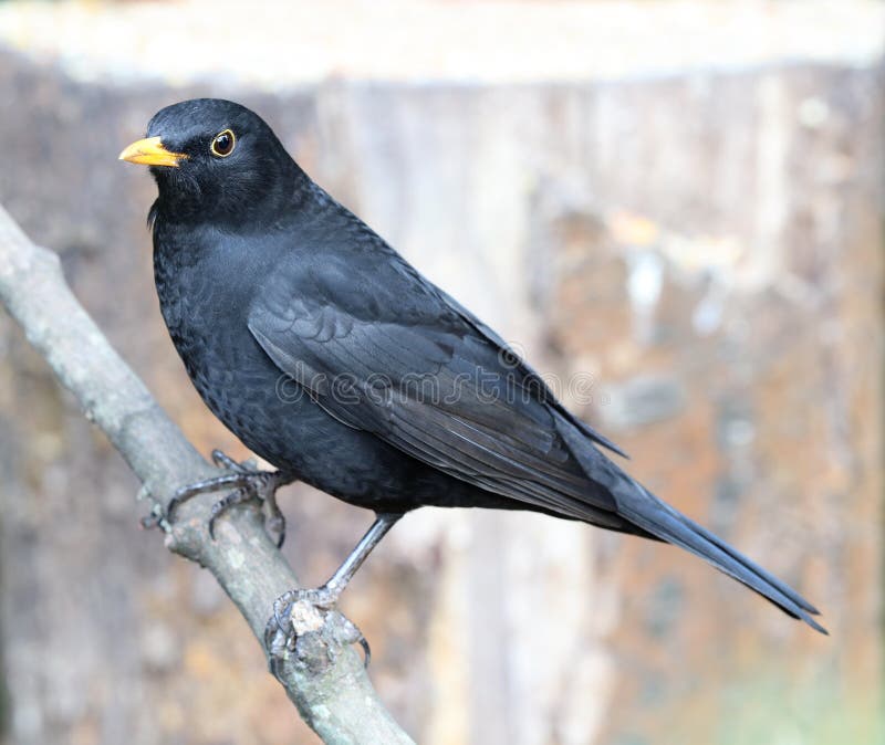 Male Blackbird stock image. Image of bird, wild, beak - 78796381
