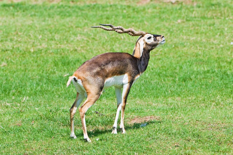 Male blackbuck stock photo. Image of mammal, bright, buck - 27069248