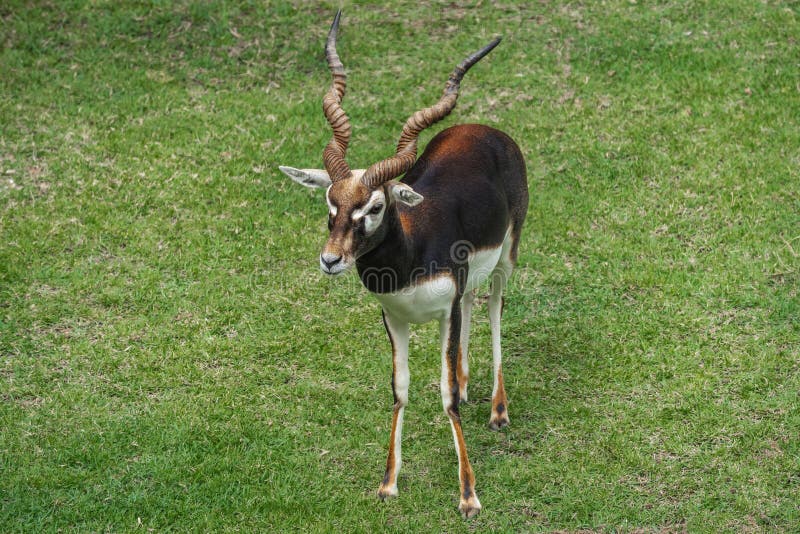Blackbuck Antelope in Pampas Plain Environment, La Pampa Stock Photo ...