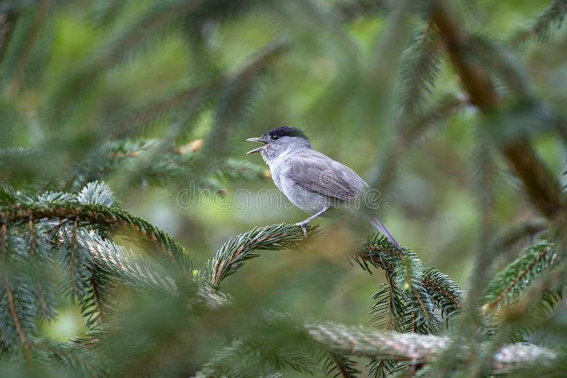Male Blackcap Singing on a Pine Tree Stock Image - Image of nature ...