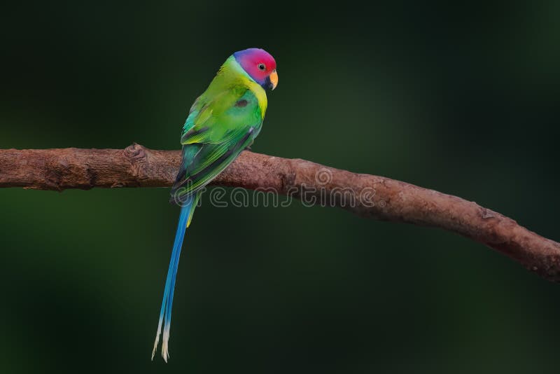 Male Blossom Headed Parakeet Stock Photo - Image of blossomheaded, bird ...