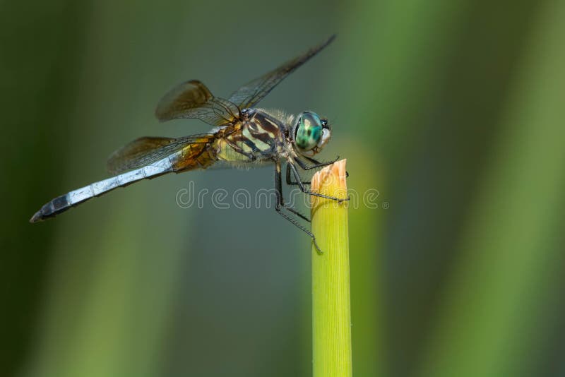 Blue Dasher Dragonfly - Pachydiplax Longipennis Stock Image - Image of ...