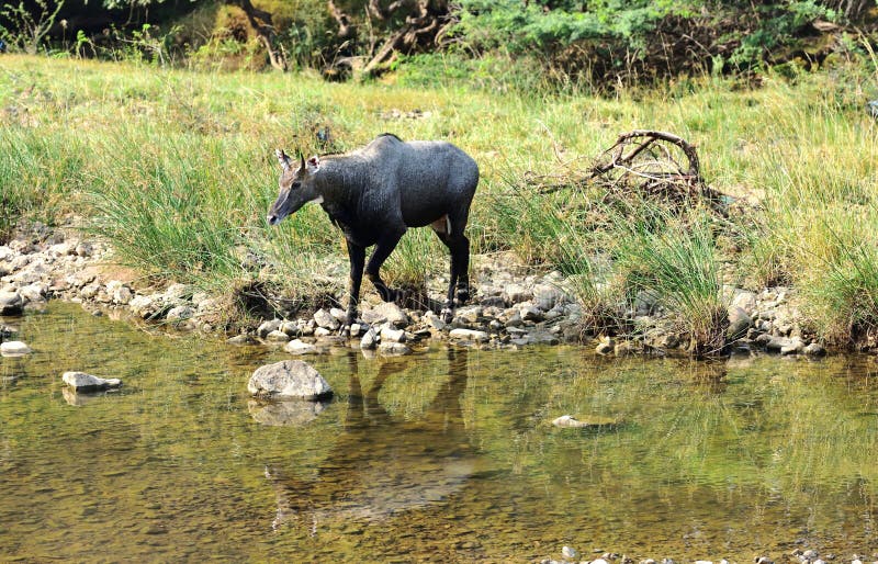 Blue Deer Reflections in the River Stock Photo - Image of indian ...