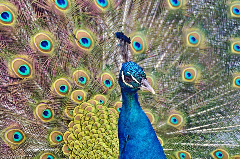 Blue Indian Male Peafowl Closeup Dancing Colorful Feather India Stock ...