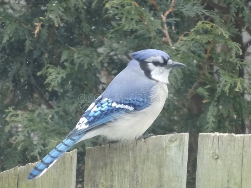 741 Male Blue Jay Stock Photos - Free & Royalty-Free Stock Photos from ...