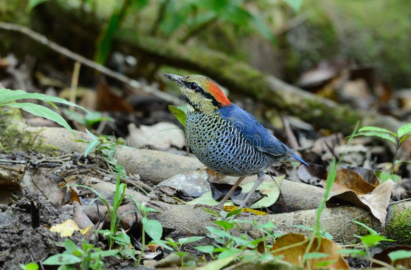 Male blue pitta stock image. Image of natural, beauty - 22375707