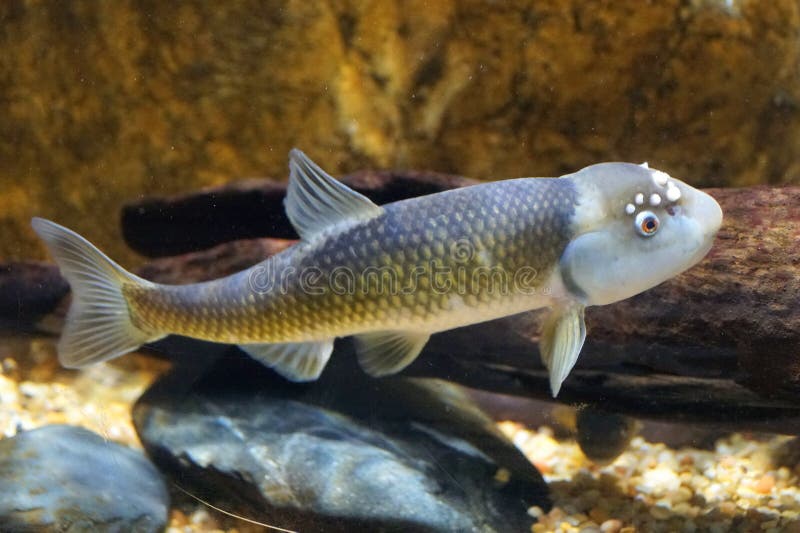A Male Bluehead Chub, a Freshwater Fish, Inside an Aquarium Stock Photo ...