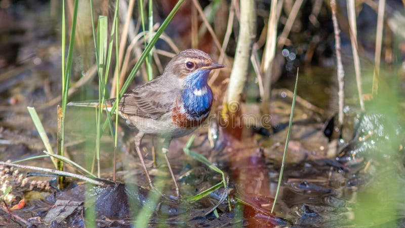 Male Bluethroat in a Swamp in Spring Stock Image - Image of robin, tree ...