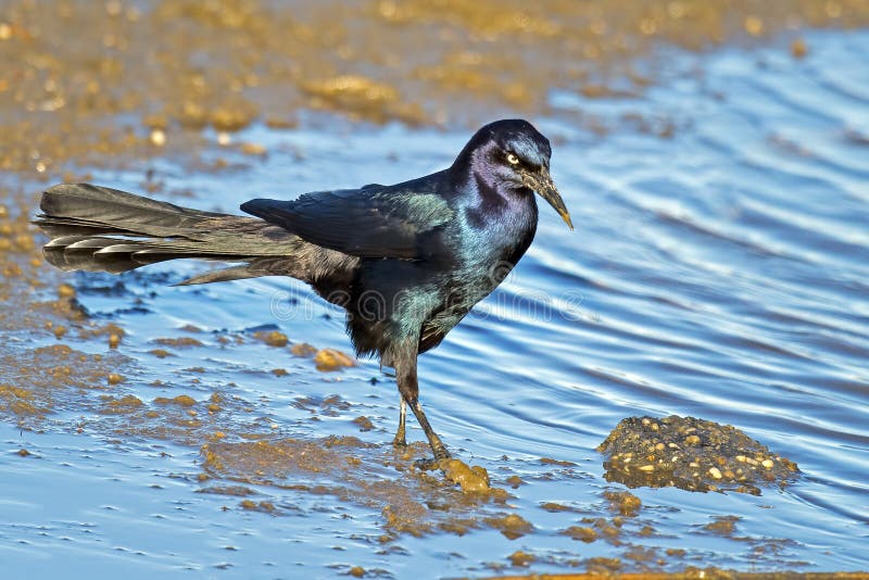 Boat-tailed Grackle Passerine Bird Beach Avian of South Florida Miami ...
