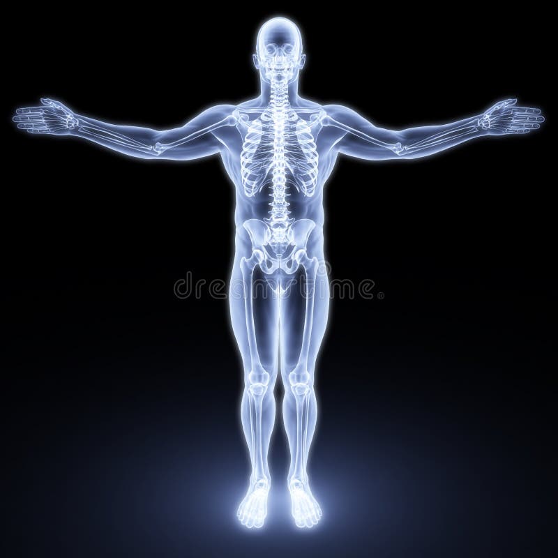 Human body stock image. Image of healthy, biology, bodily - 2510369